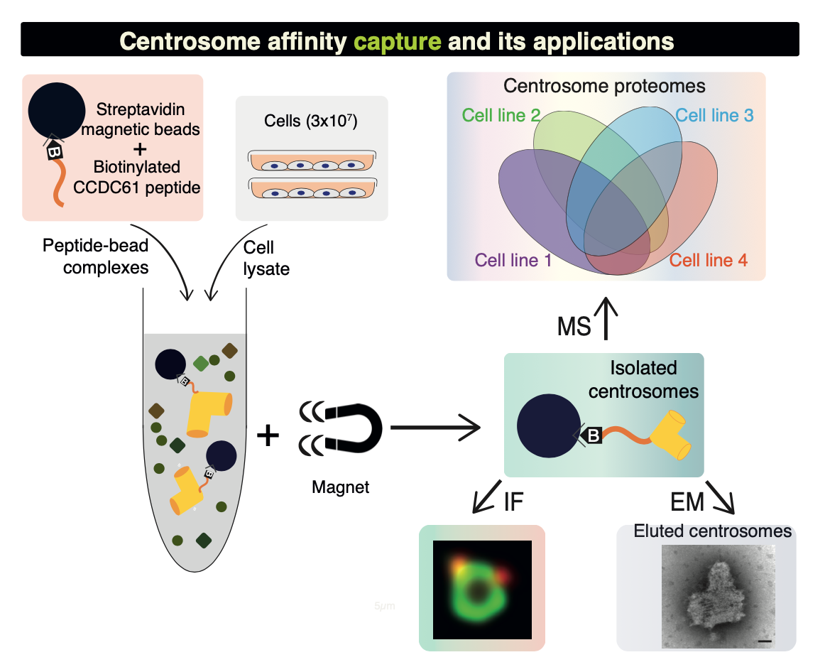 Proteomic profiling of centrosomes across multiple mammalian cell and ...