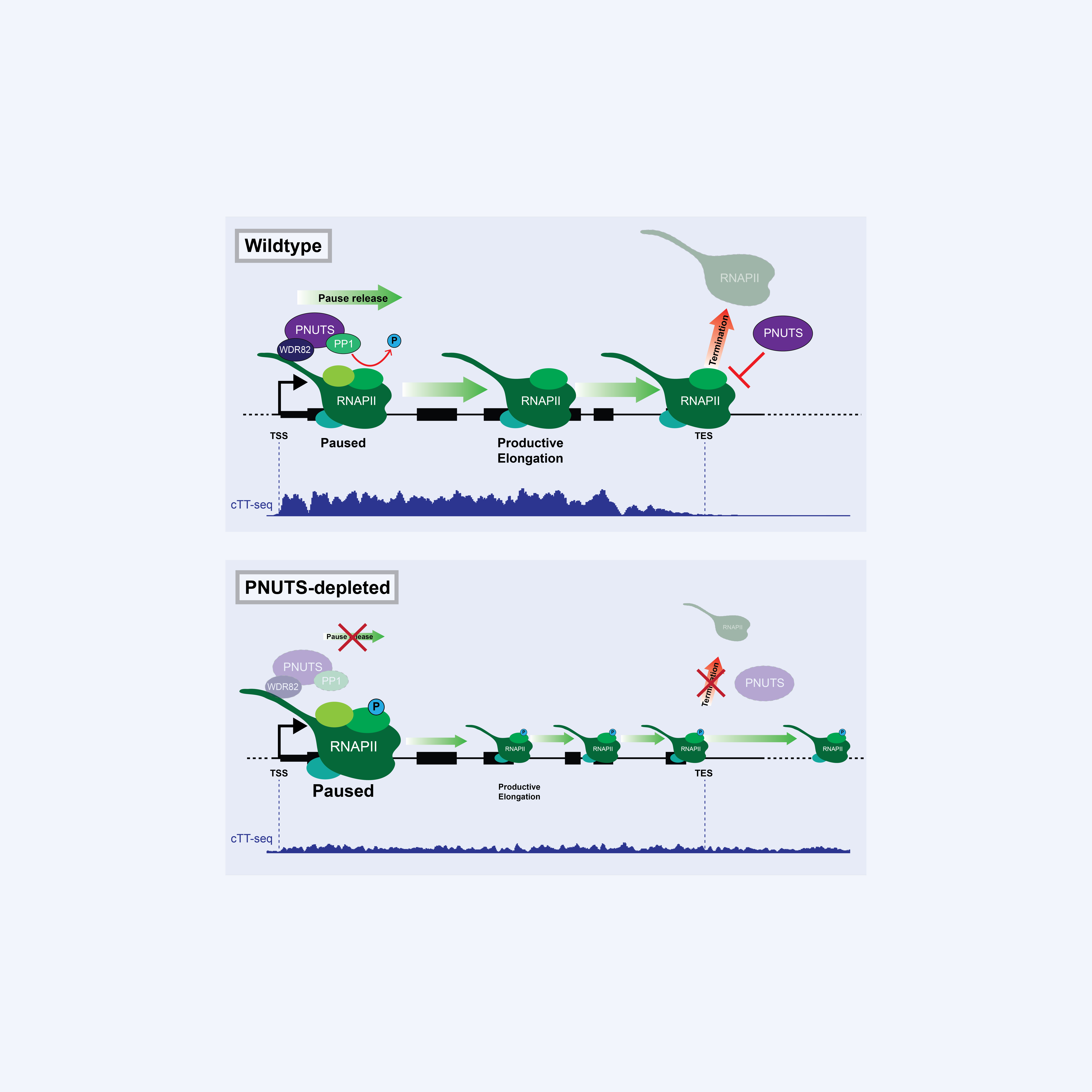 Unlocking the Pause: A new player in gene transcription | Biochemistry